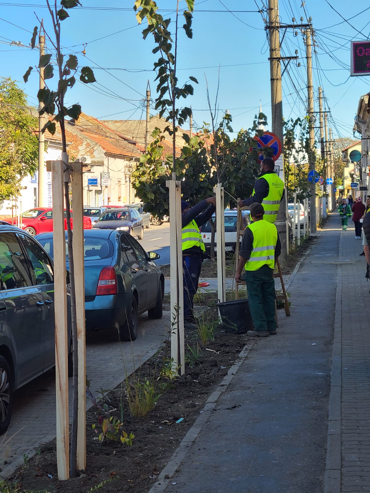 Se plantează arbori, arbuși și diverse tipuri de plante în Timișoara ...